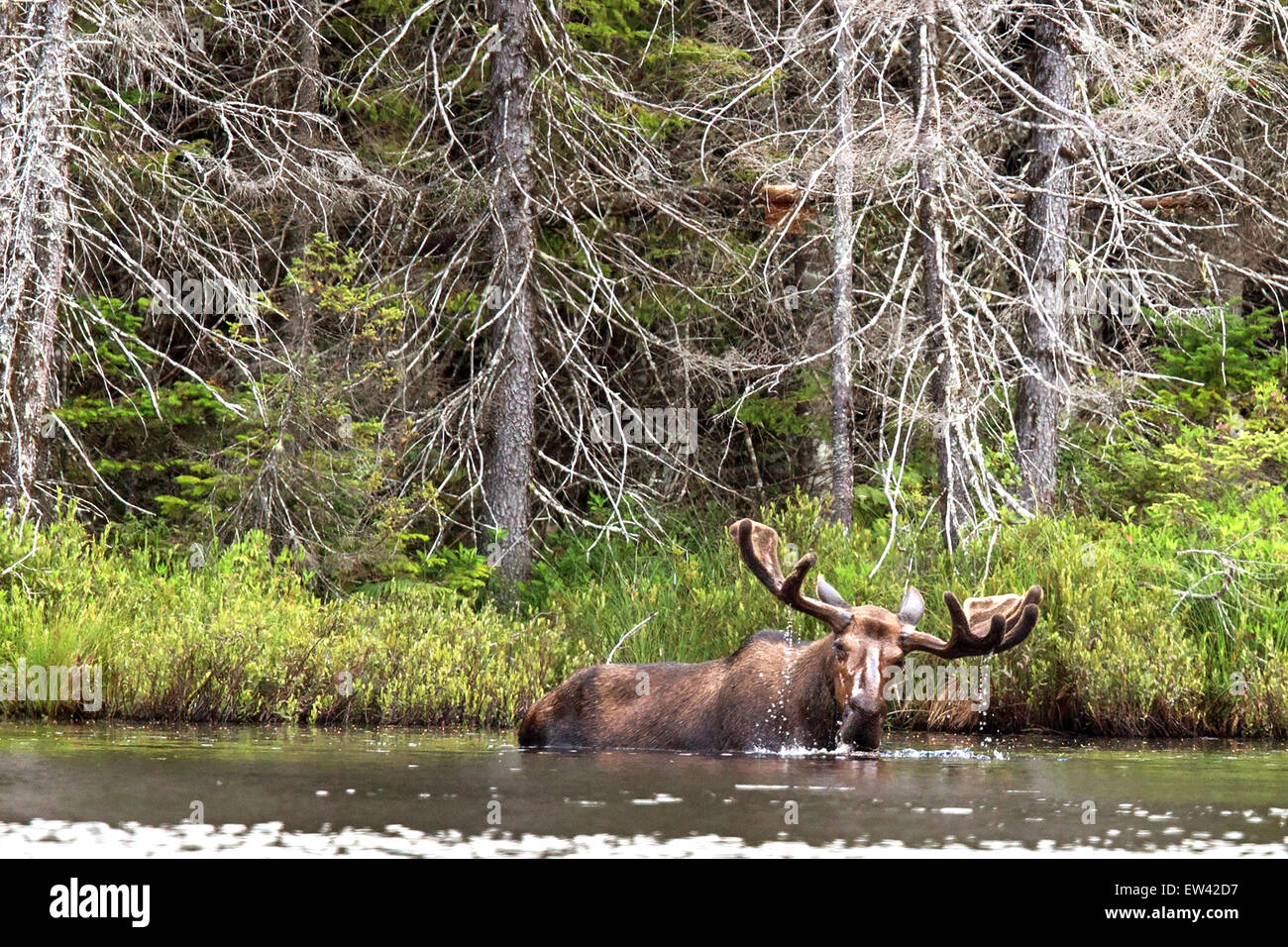 Moose Water High Resolution Stock Photography and Images - Alamy
