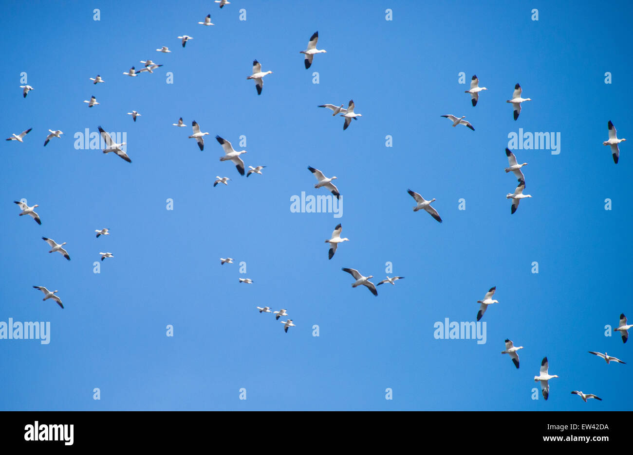 Snow Geese flying beautiful patterns against a blue sky, Boise wildlife ...