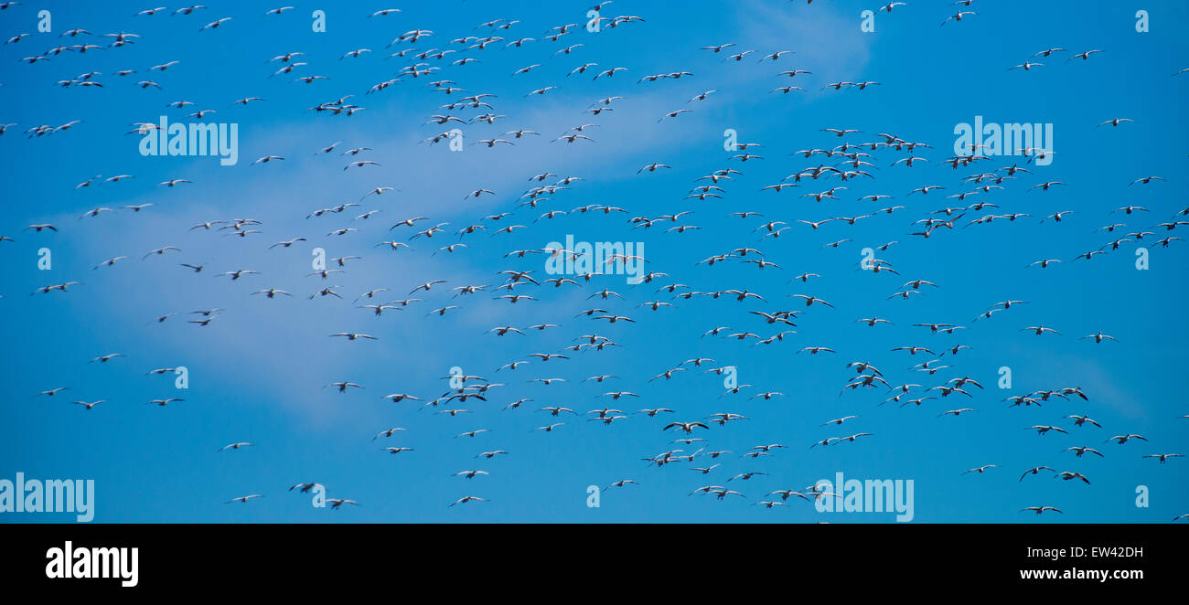 Snow geese landing in pond hi-res stock photography and images - Alamy