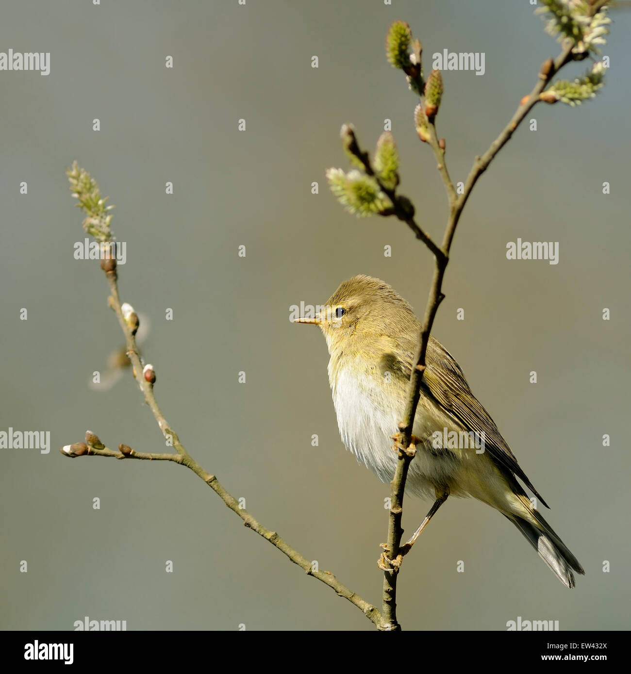 Portrait of Eurasian reed warbler, Acrocephalus scirpaceus, adult ...