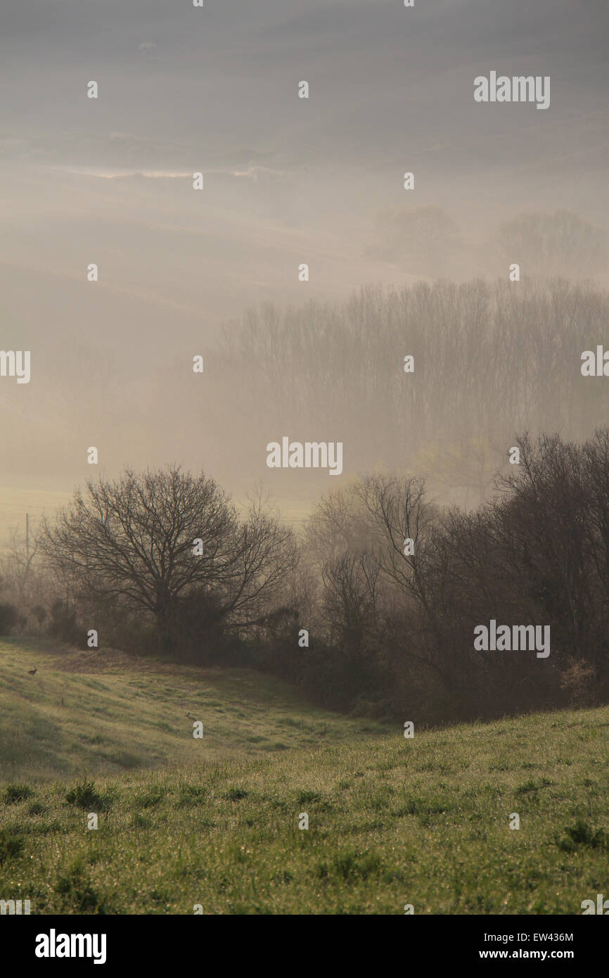 Deep autumn scary forest hi-res stock photography and images - Alamy