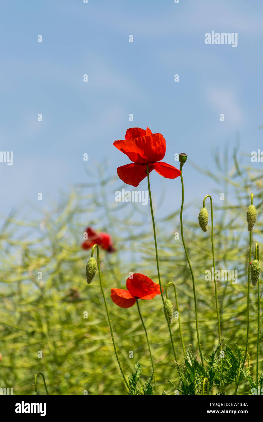 Closeup poppy hi-res stock photography and images - Alamy