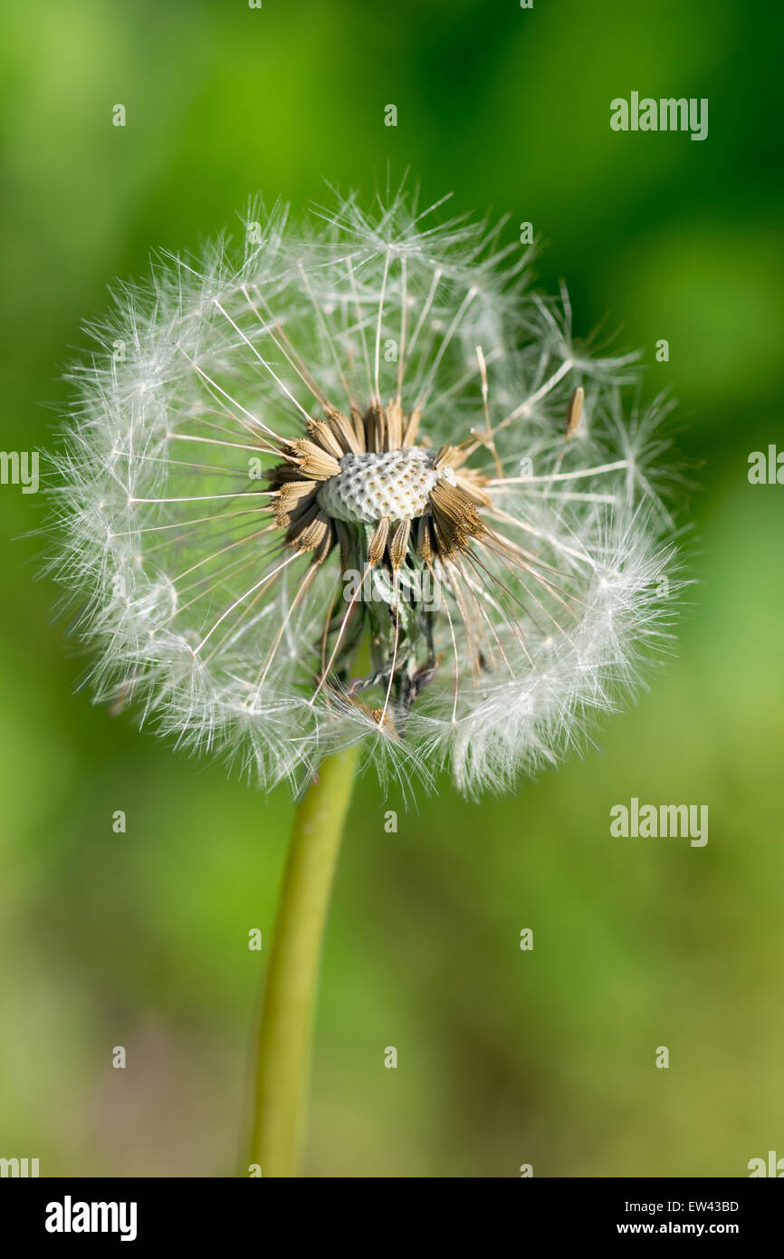 Dandelion life cycle hi-res stock photography and images - Alamy