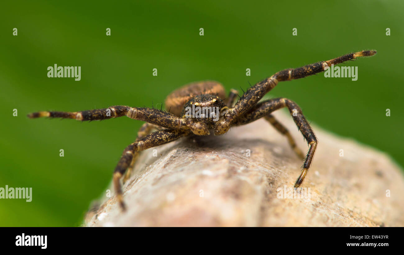 Aggressive spider closeup Stock Photo - Alamy