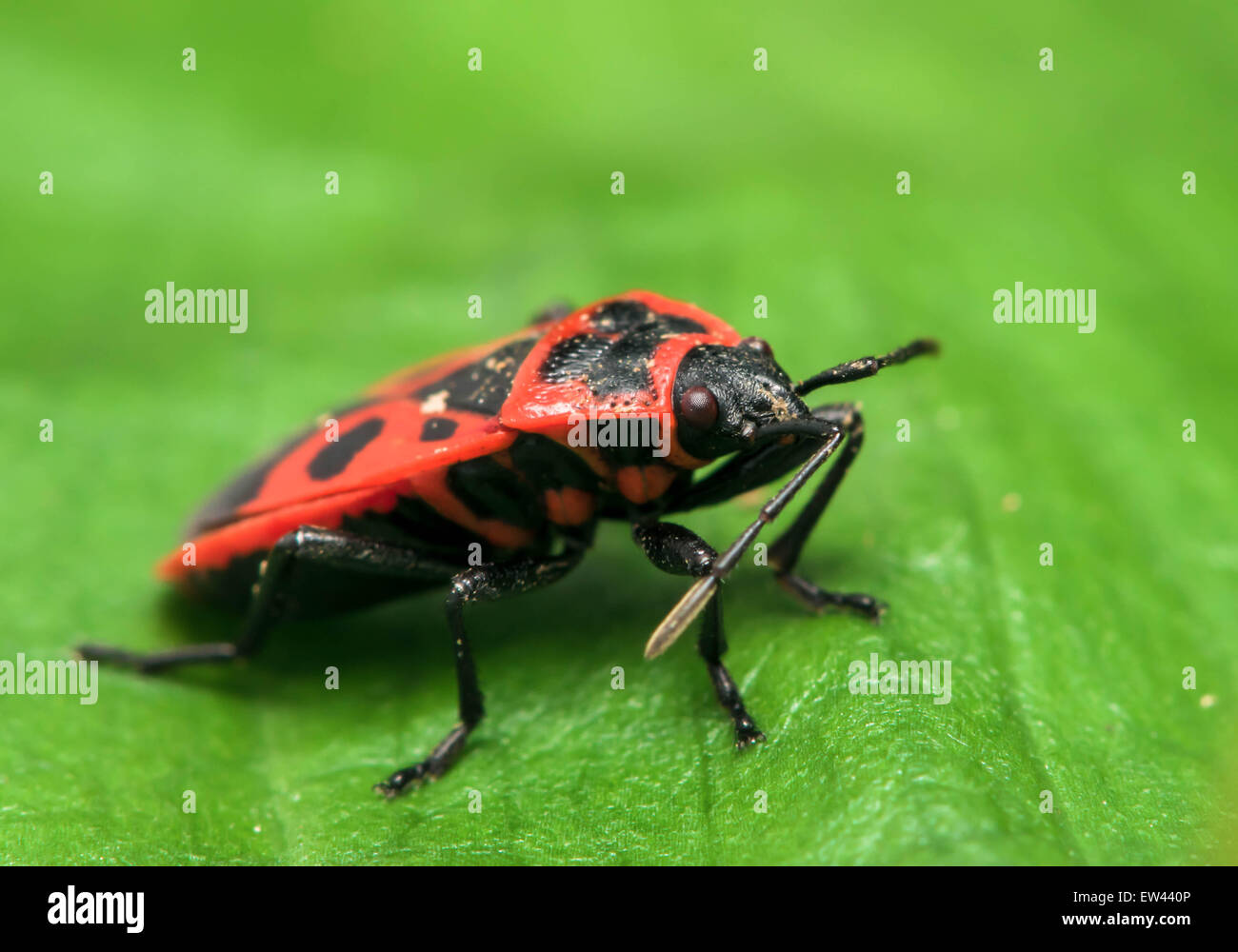 Bug shell hi-res stock photography and images - Alamy