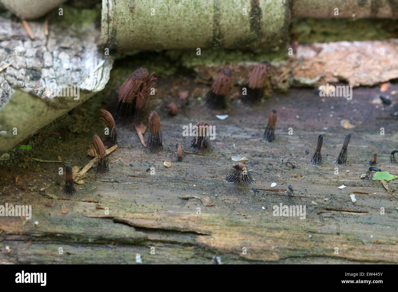 Mushrooms (Myxomycetes Stemonitis fusca) on an old fallen tree, macro ...