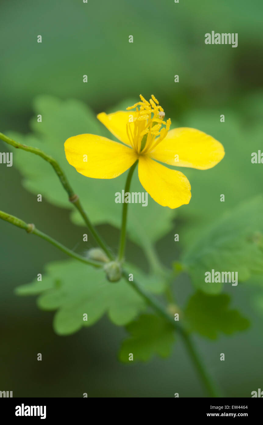 Celandine (Chelidonium majus) flower, closeup shot Stock Photo - Alamy