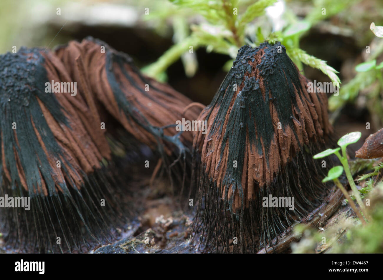 Stemonitis Stock Photos & Stemonitis Stock Images - Alamy