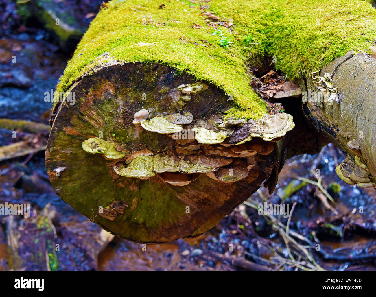 Fungal growth on felled tree. Lanark, Scotland, United Kingdom, Europe ...