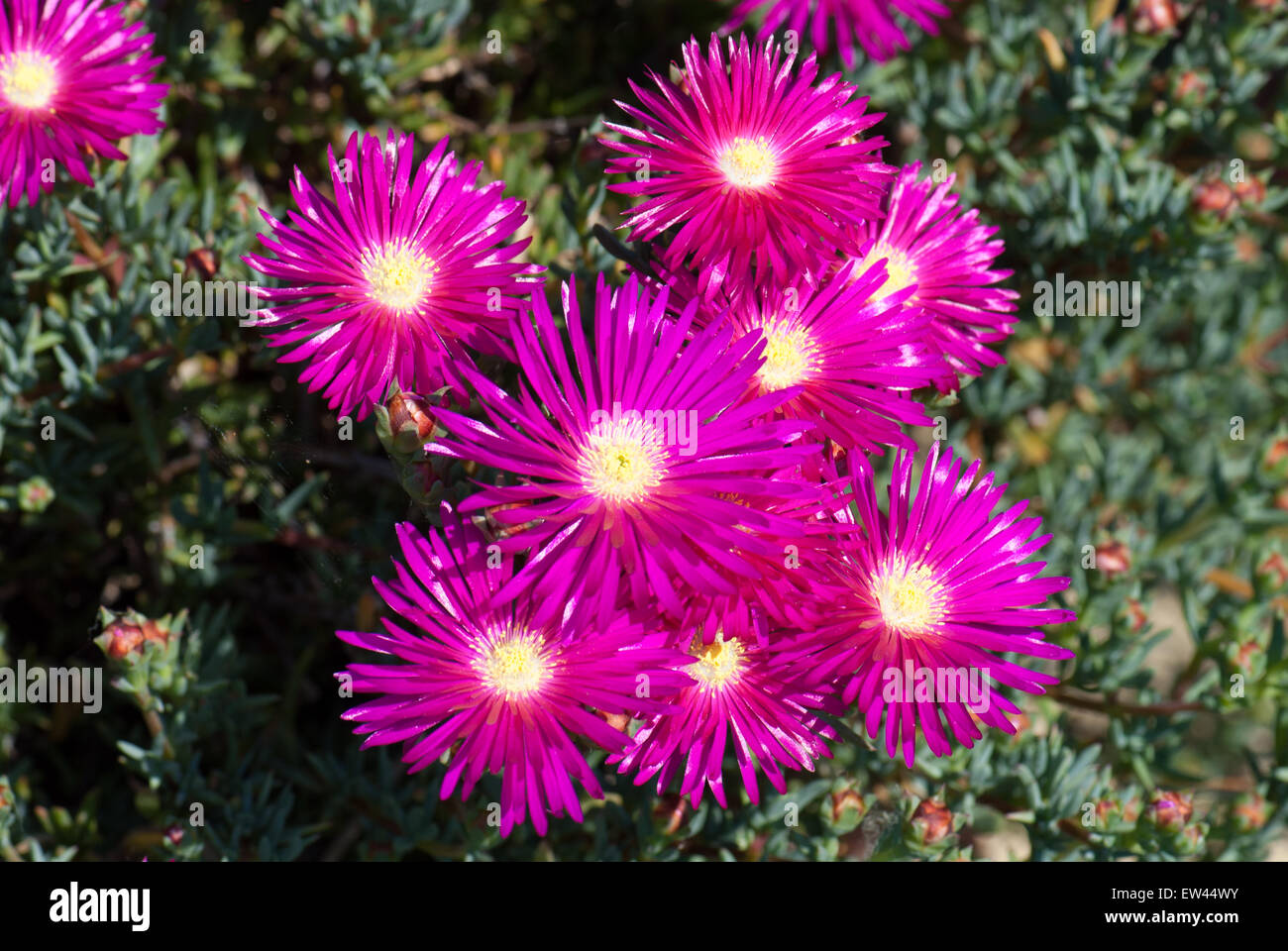 Lampranthus spectabilis, the perennial Livingstone Daisy Stock Photo ...