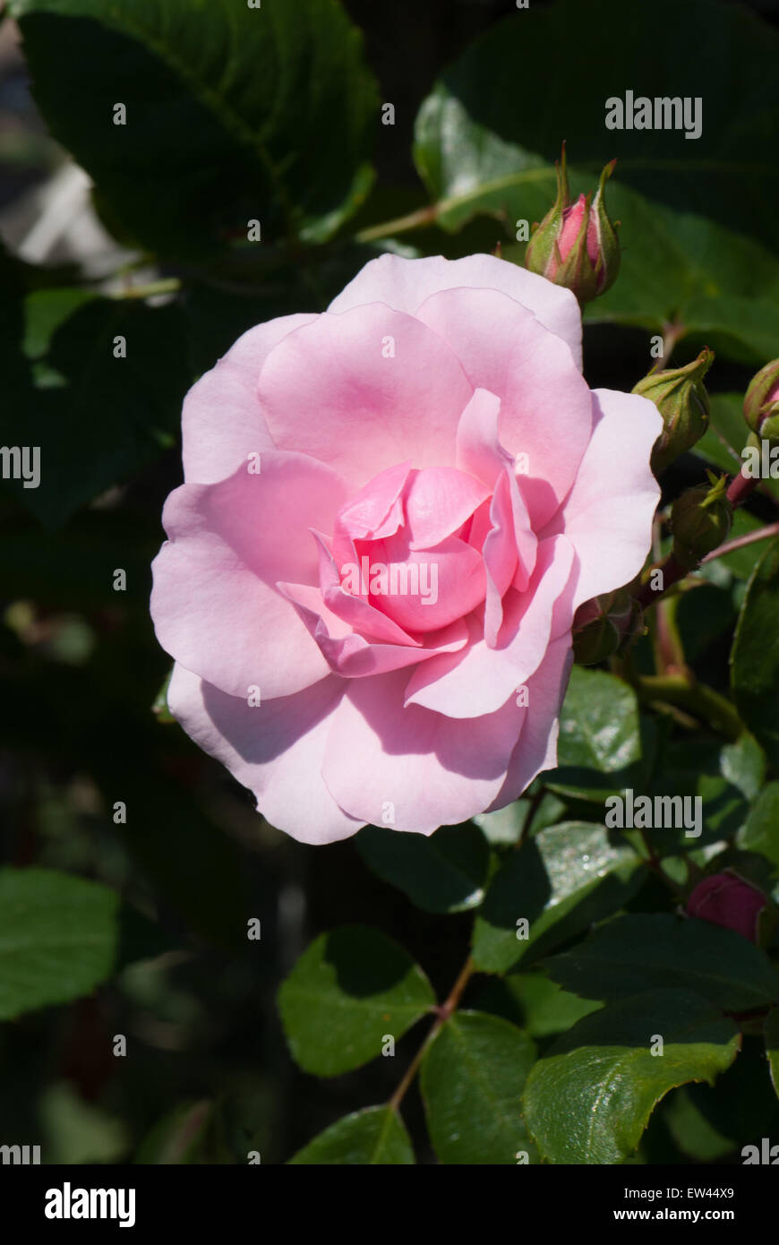 Standard rose bushes hi-res stock photography and images - Alamy