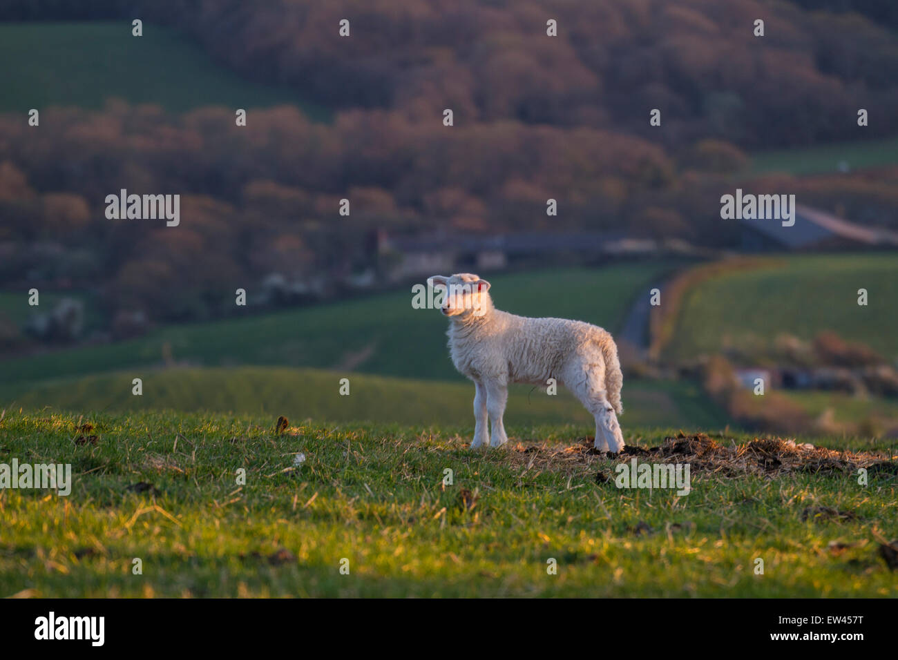 lone lamb high on farm hill at sunset Stock Photo - Alamy