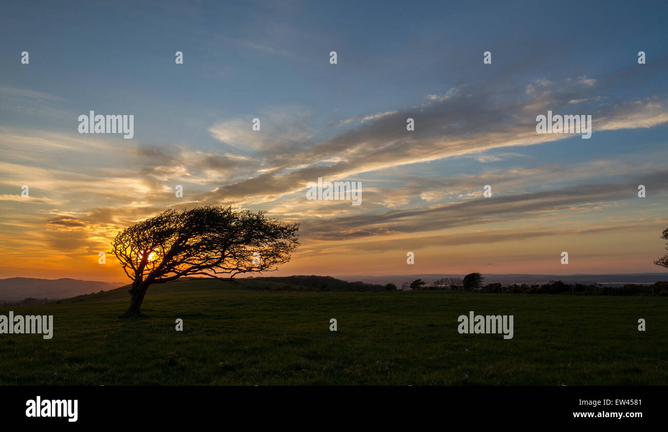 beautiful sunset on ridge with windswept tree Stock Photo - Alamy