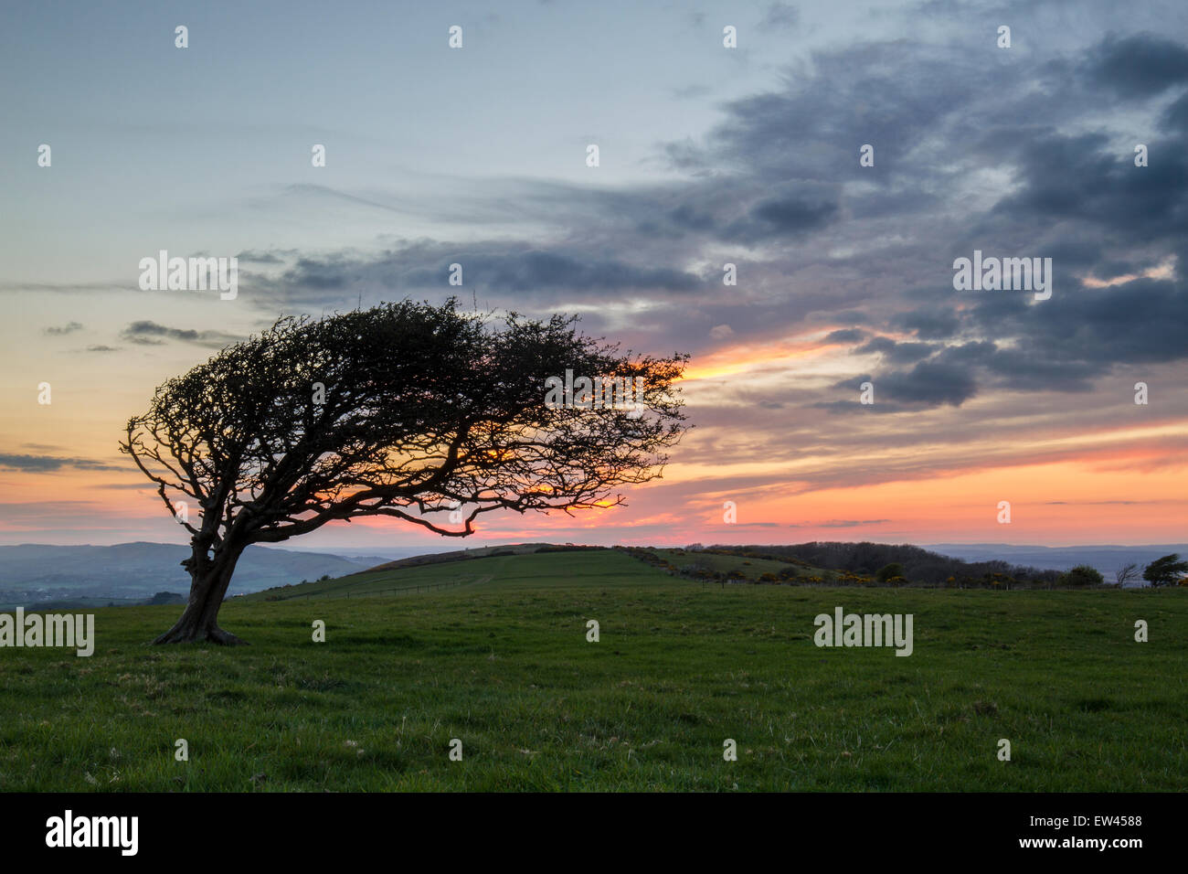 Windswept Tree High Resolution Stock Photography and Images - Alamy