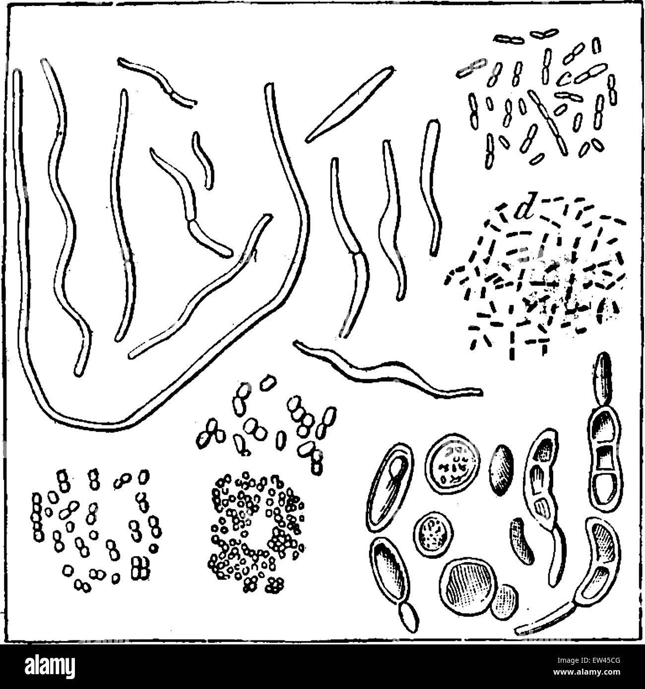 Old drawing of germs Black and White Stock Photos & Images - Alamy