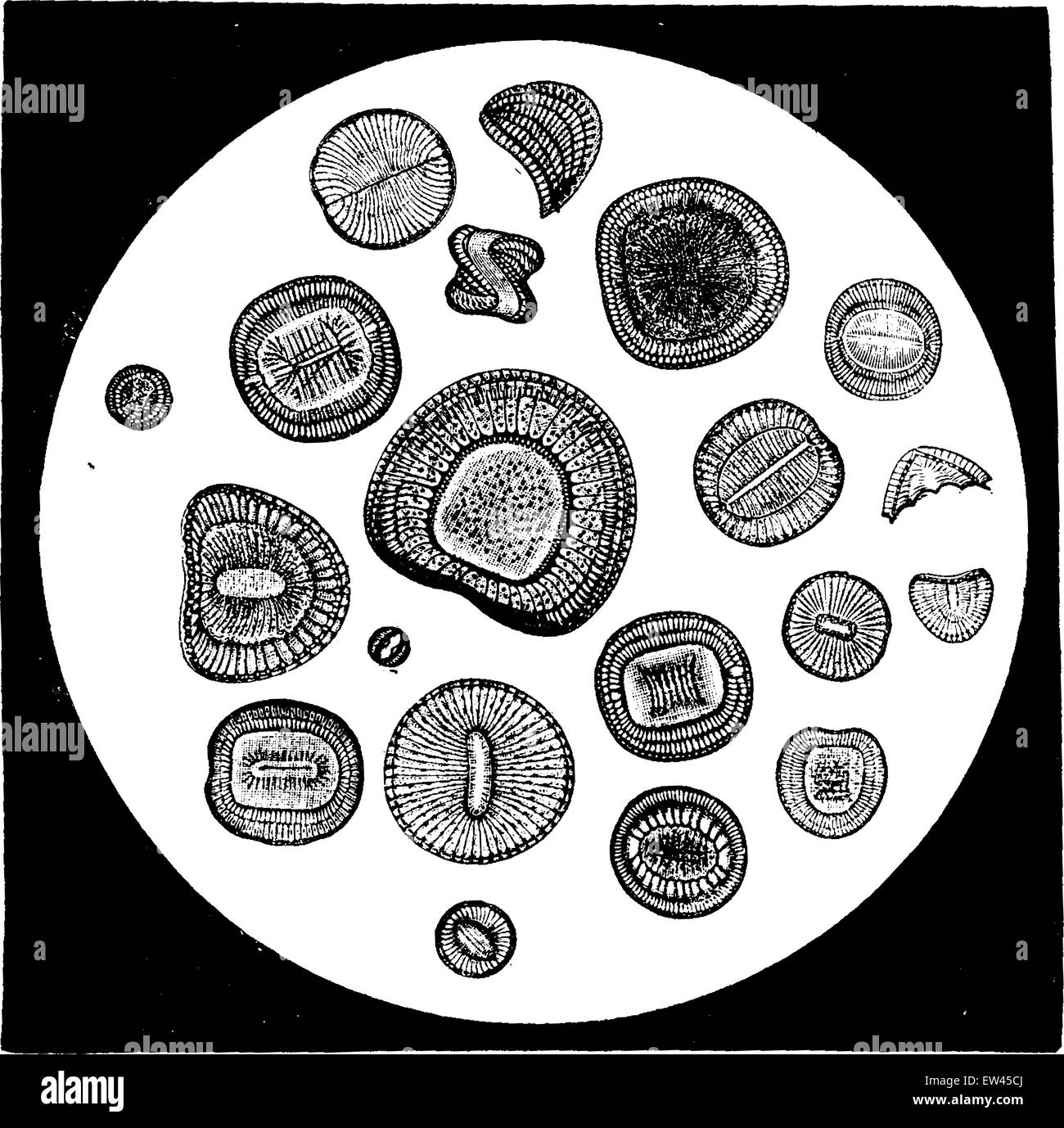 Diatoms Black and White Stock Photos & Images - Alamy