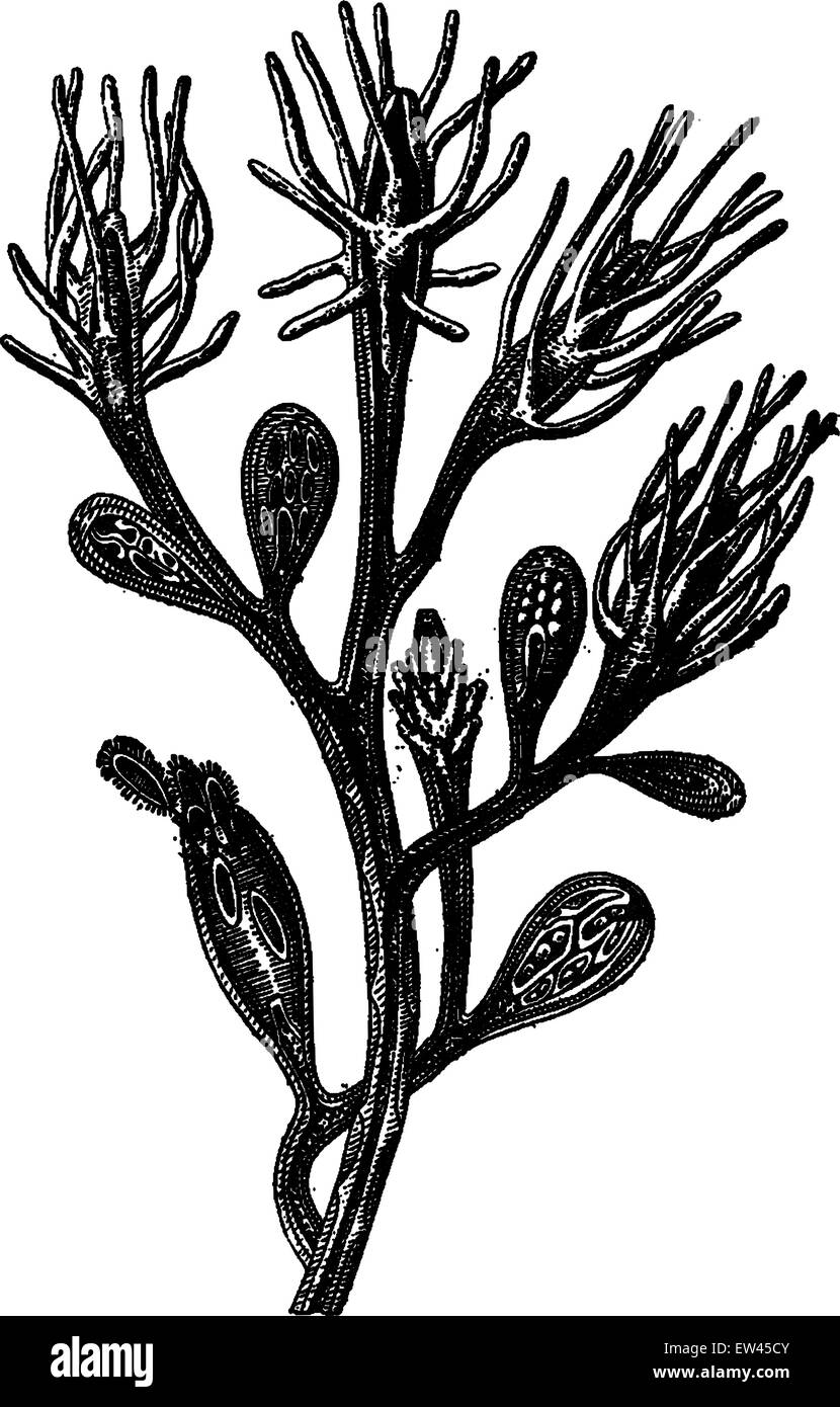 Art artwork colony Black and White Stock Photos & Images - Alamy