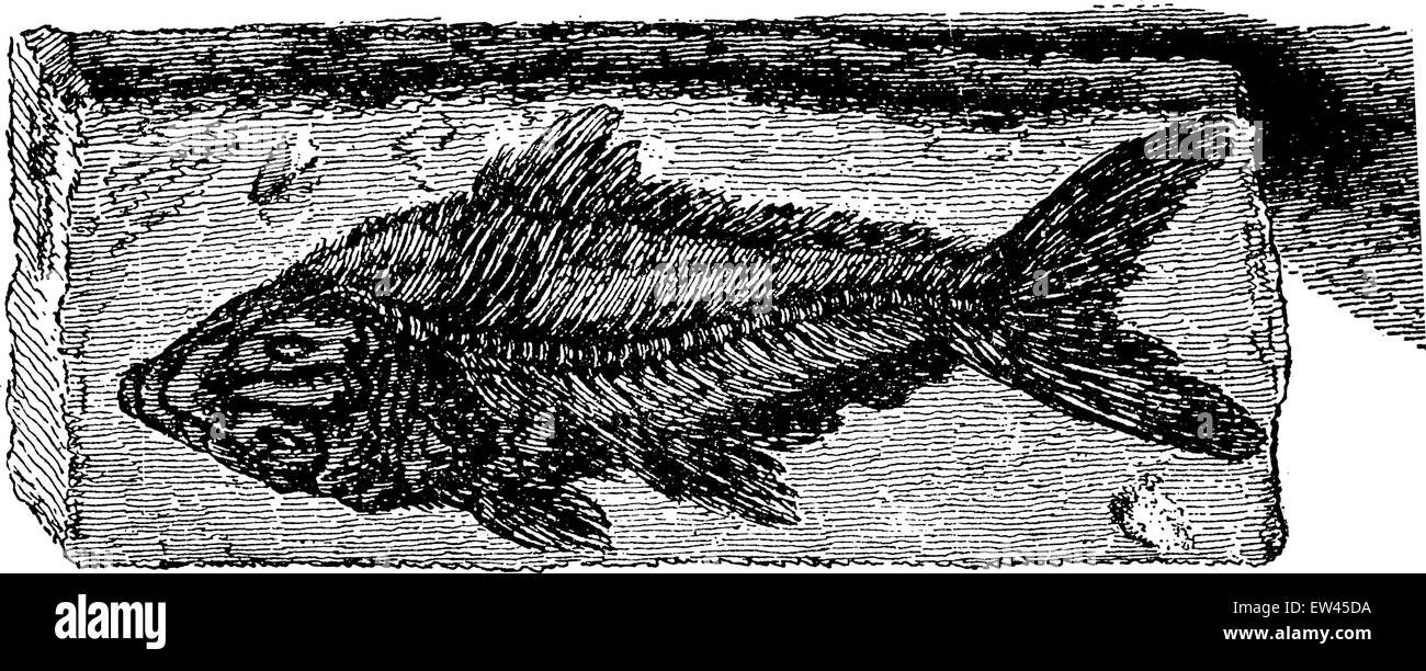 Fossil collections, vintage engraved illustration. Earth before man ...