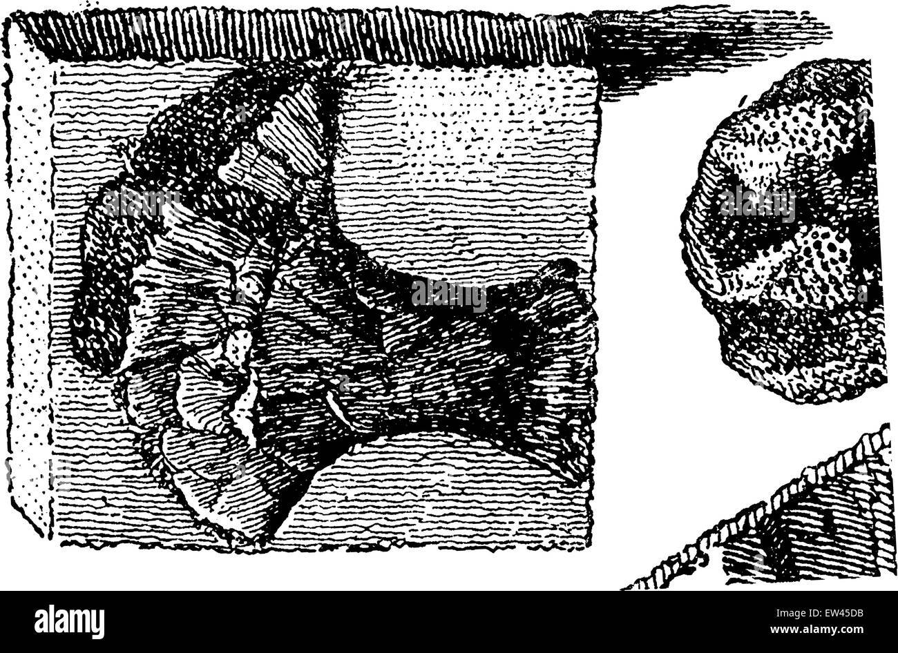 Fossil collections, vintage engraved illustration. Earth before man ...