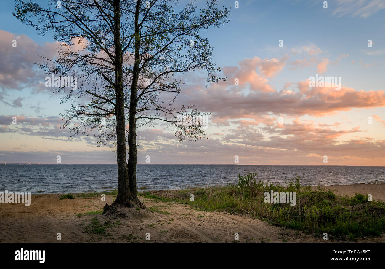 Tree on the seashore sunset view Stock Photo - Alamy