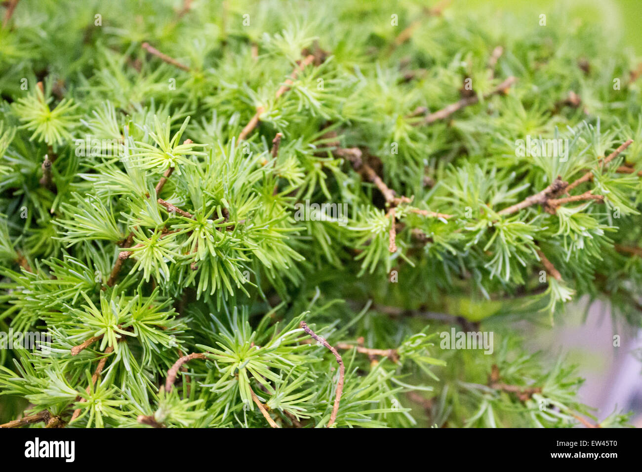 Decorative foliage and branches of plant hi-res stock photography and ...