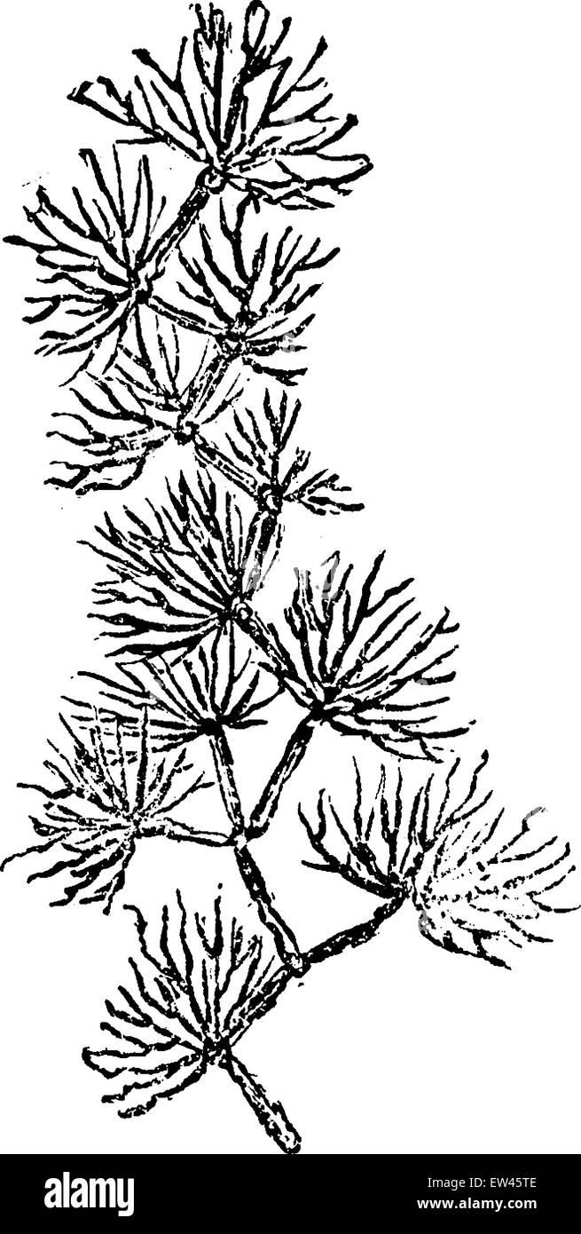 Cambrian Period Plants