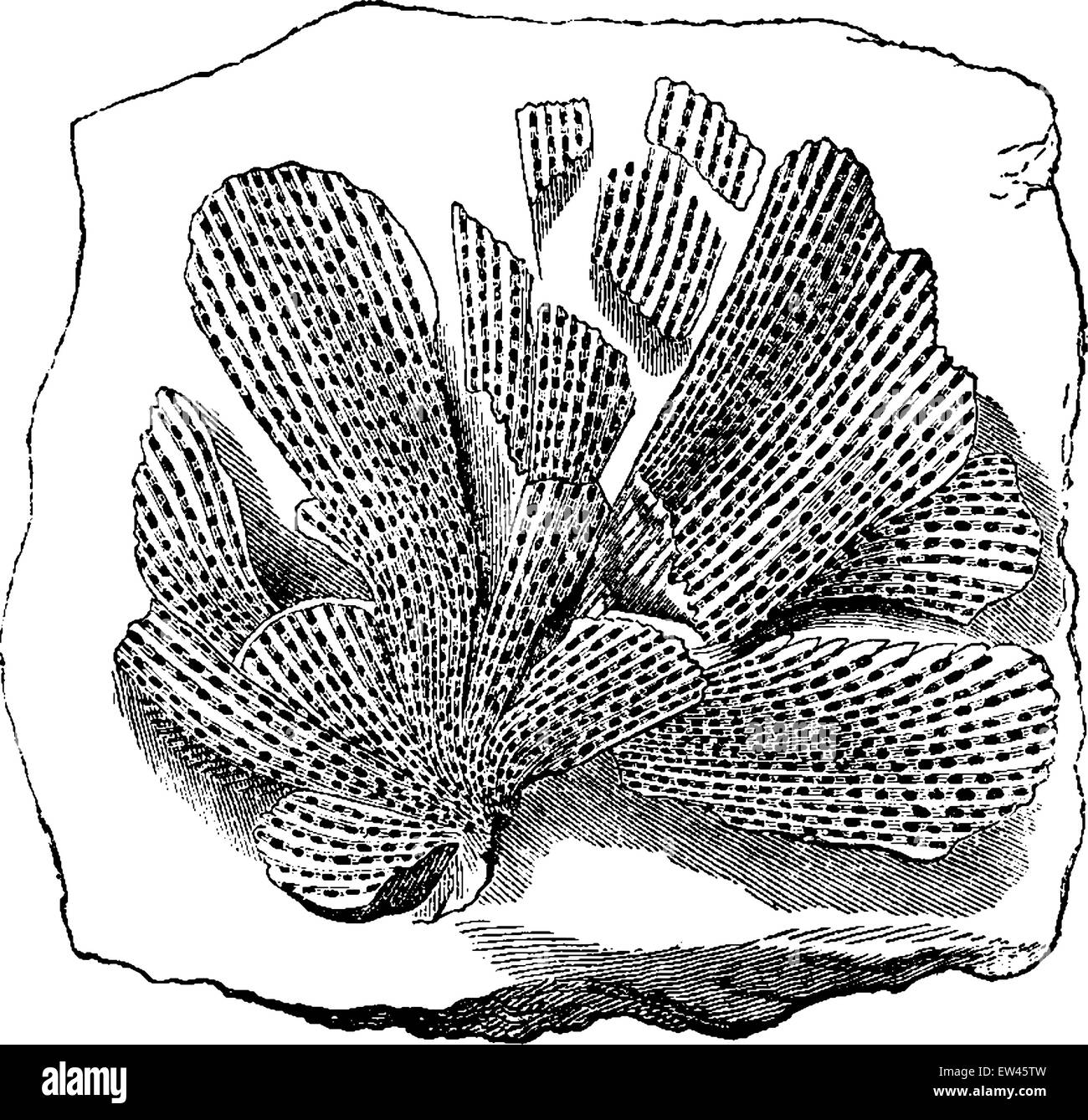 Bryozoa fossil Black and White Stock Photos & Images - Alamy