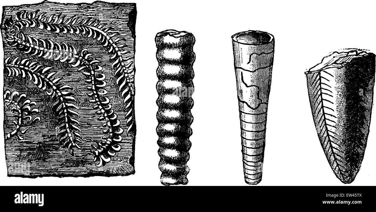 Silurian period hi-res stock photography and images - Alamy
