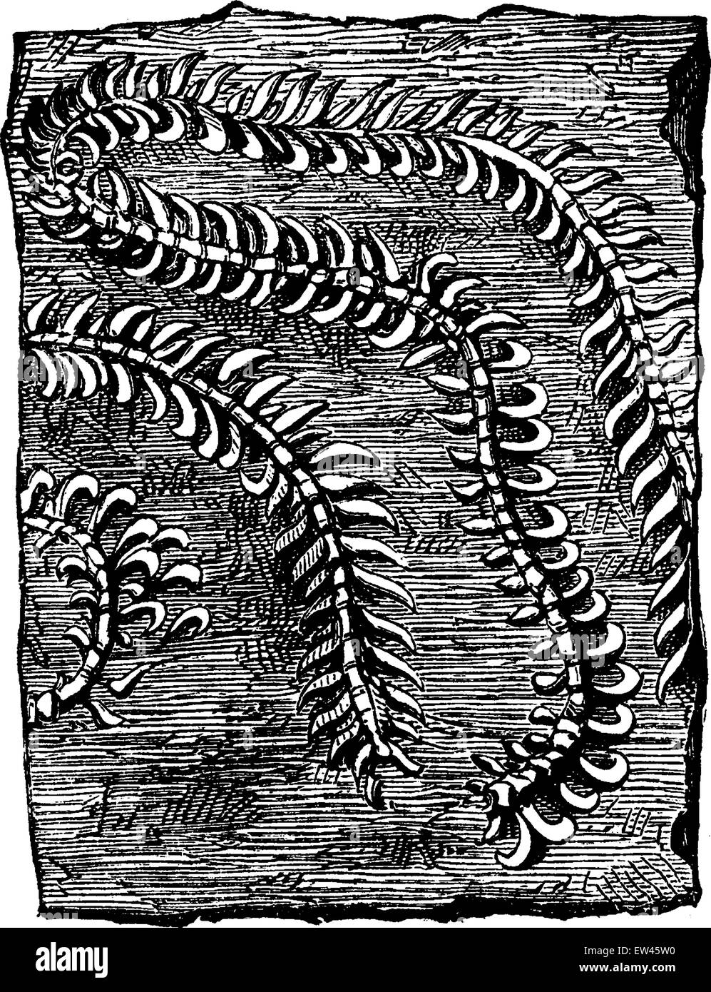 Nereites Cumbriensis, vintage engraved illustration. Earth before man ...