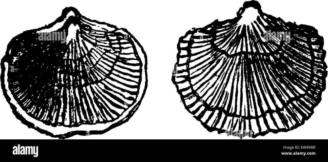 Orthis etegantula, vintage engraved illustration. Earth before man ...