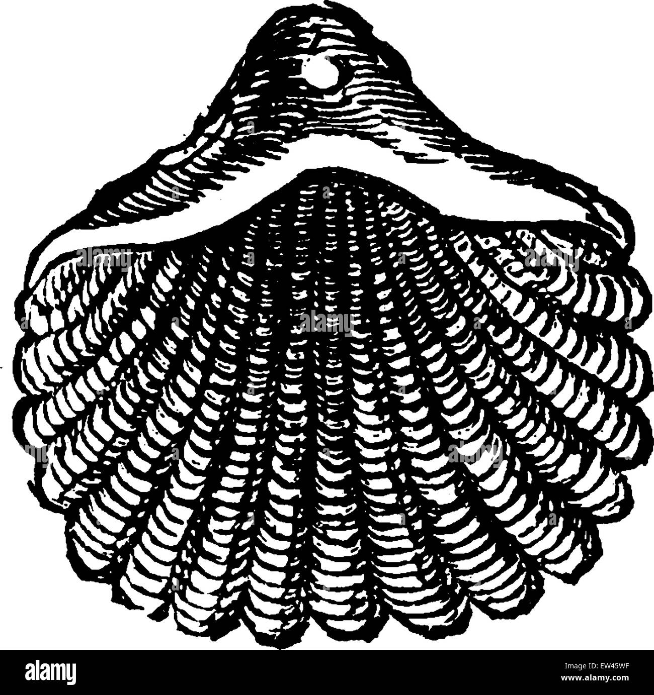 Pentamerus, vintage engraved illustration. Earth before man – 1886 ...