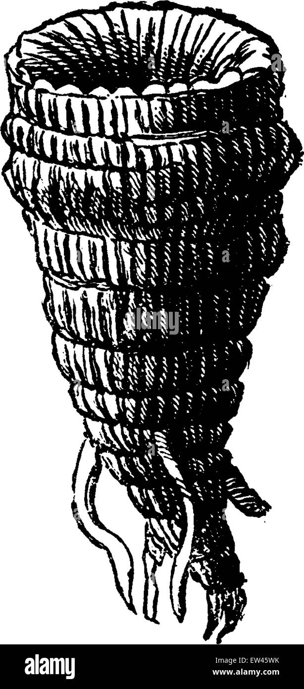 Omphyma, vintage engraved illustration. Earth before man – 1886 Stock ...