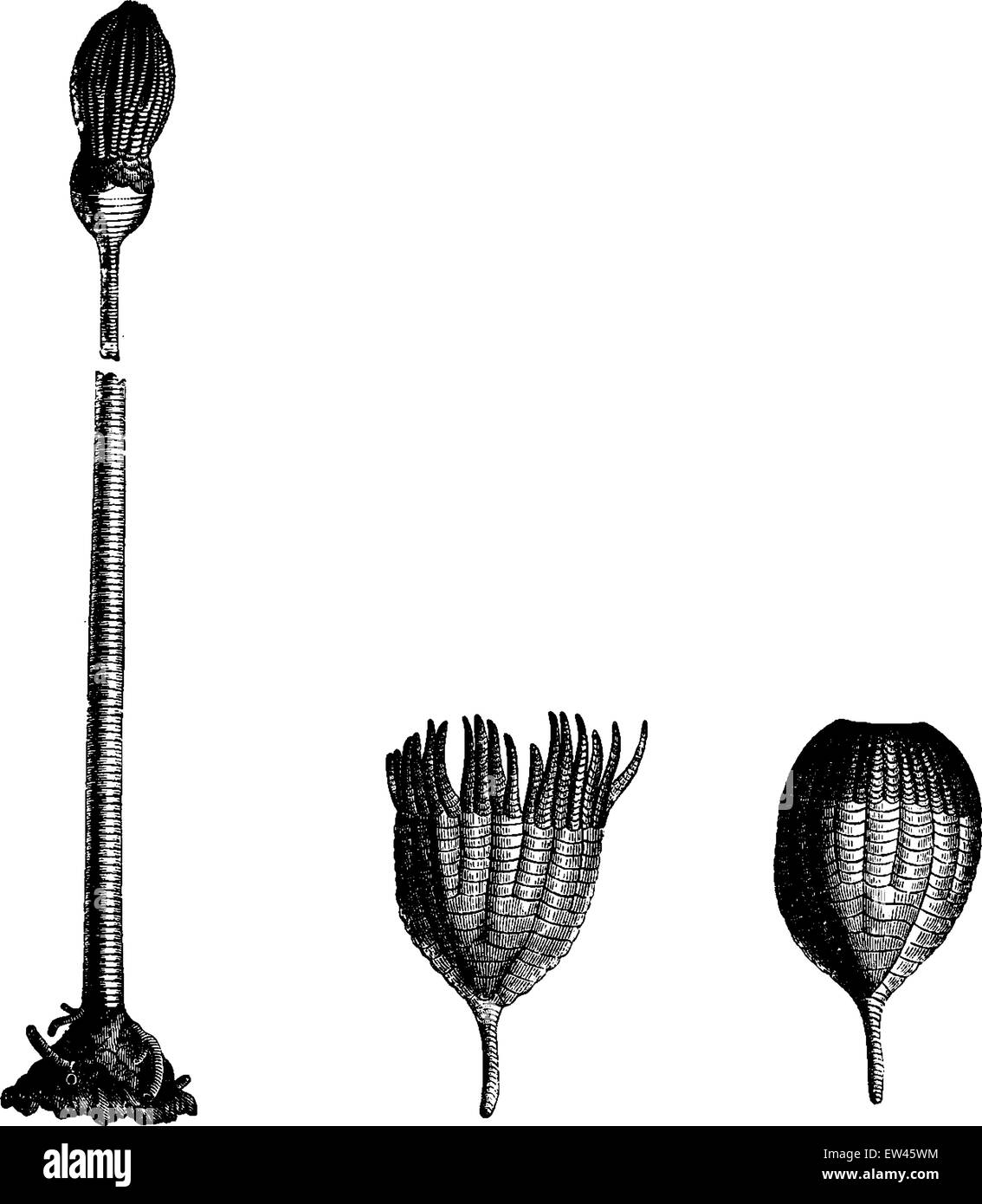 The first animals echinoderms, crinoids, vintage engraved illustration ...