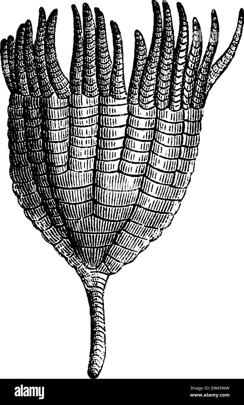 Crinoids, Ichthyocrnus laevis in the open arms, vintage engraved ...