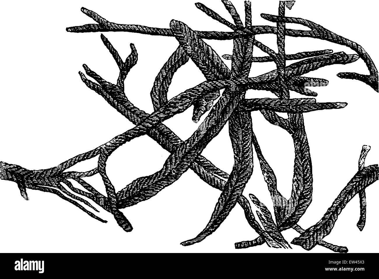 Older plants, Chondrites bolensis elongates, vintage engraved ...