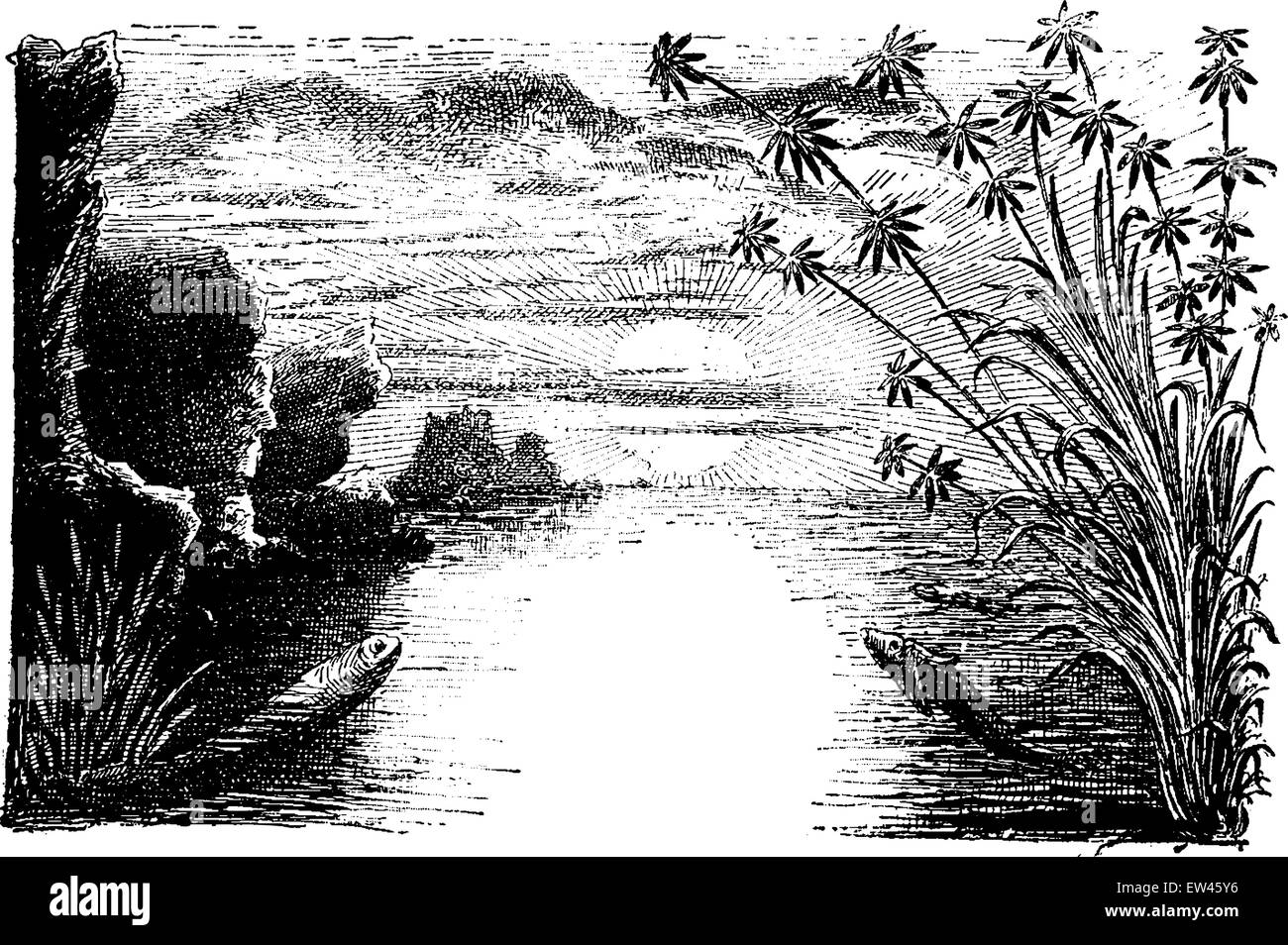 The development of life, vintage engraved illustration. Earth before ...