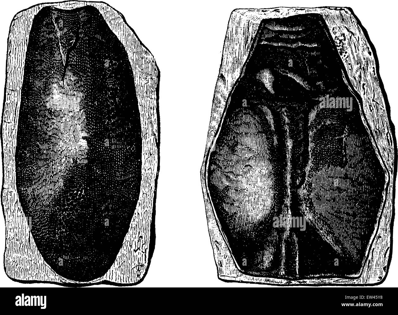 The first fish, Devonian period, Cephalaspis lloydii and Pteraspis ...