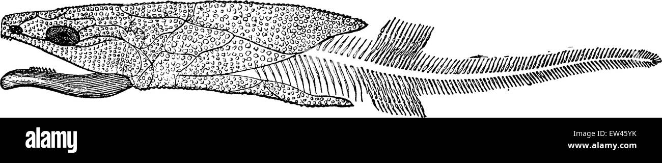 Fish restoration Stock Vector Images - Alamy