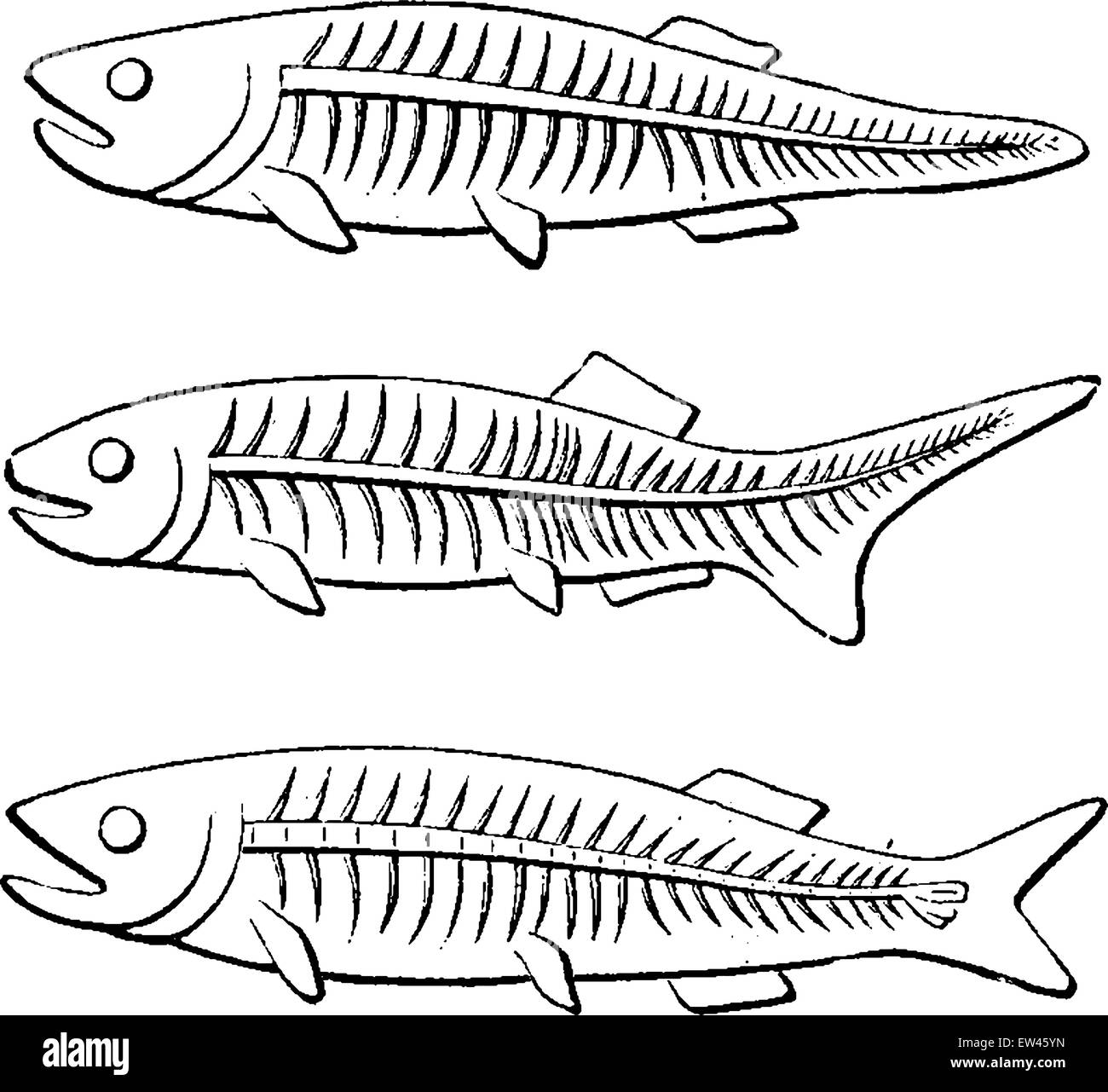 Transformation of the tail of fish, vintage engraved illustration ...