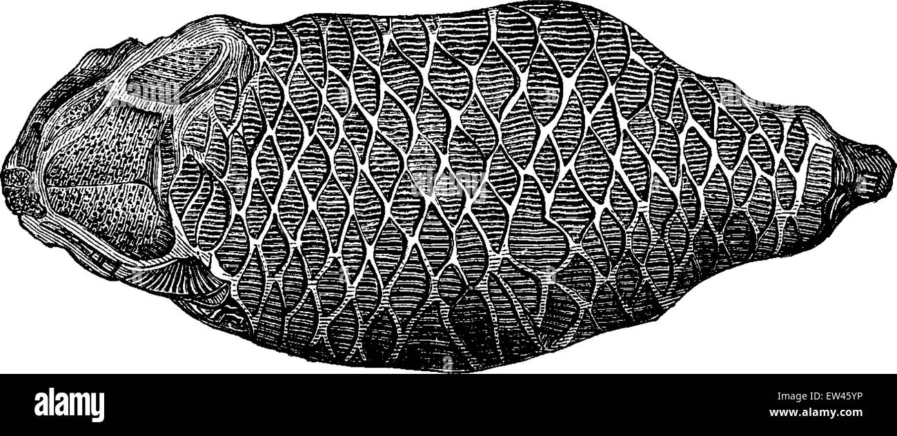 Holoptychius fossil hi-res stock photography and images - Alamy