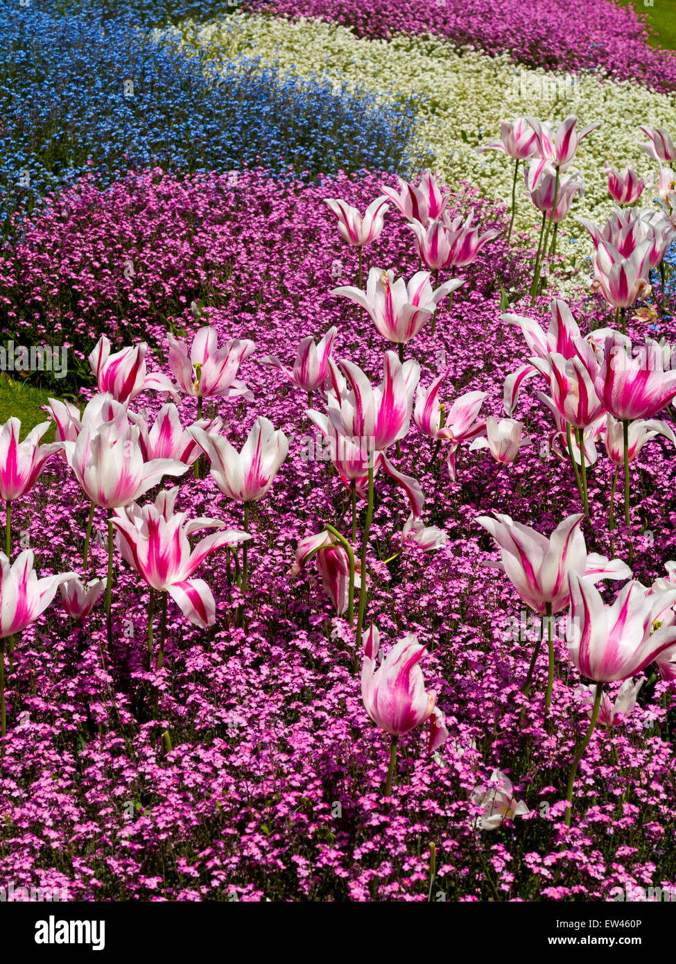 Tulips tulip bed hi-res stock photography and images - Alamy