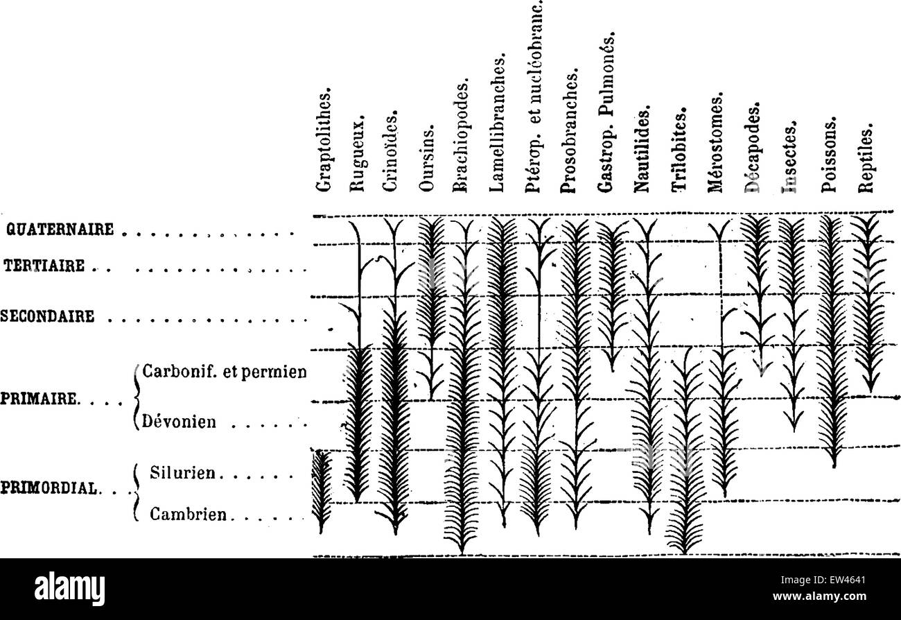 Development and change in primary animals through ages, vintage ...