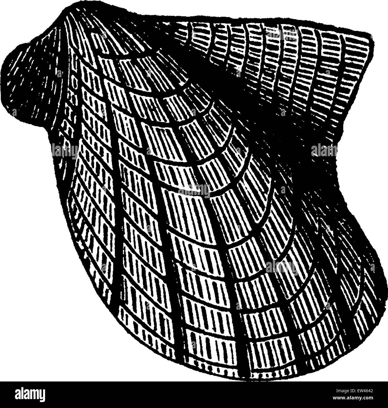 Mollusc fossil Stock Vector Images - Alamy