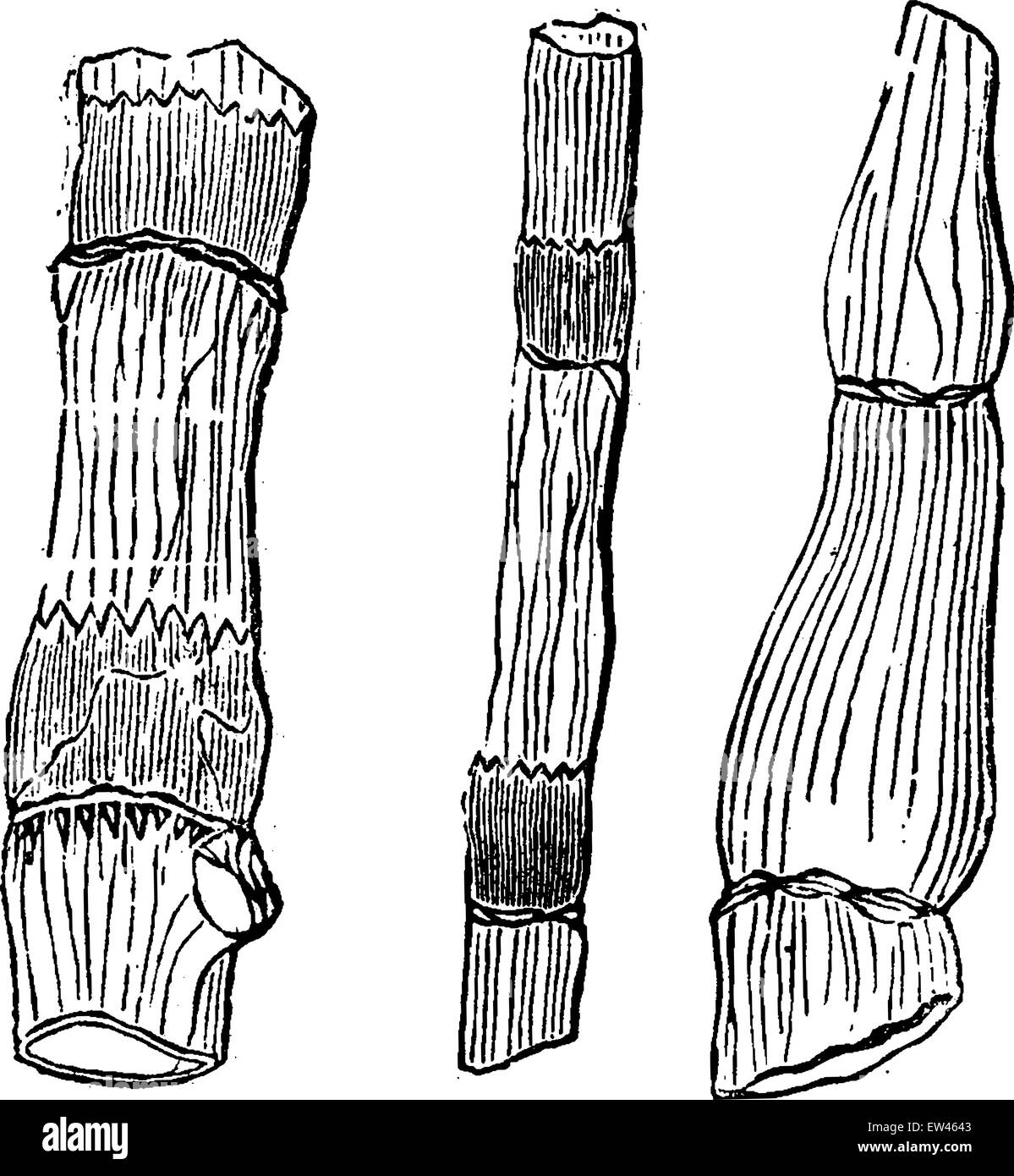 Devonian fossil Stock Vector Images - Alamy