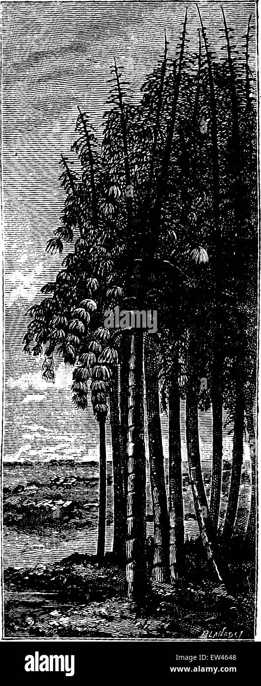 The first tree. Group calamities, vintage engraved illustration. Earth ...
