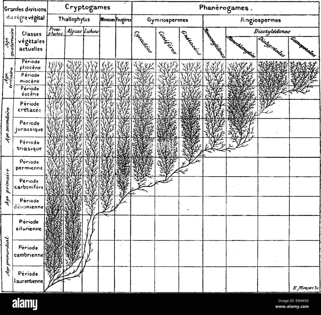 Family tree of the plant kingdom, vintage engraved illustration. Earth ...