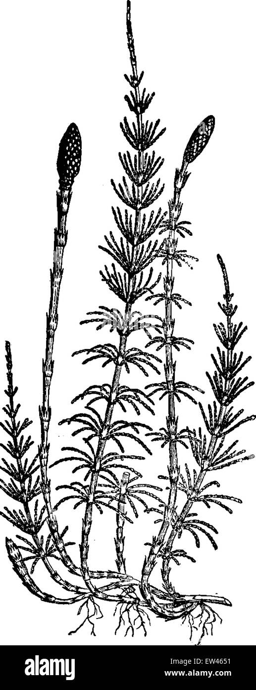 Equisetum sylvaticum (horsetail), vintage engraved illustration. Earth ...