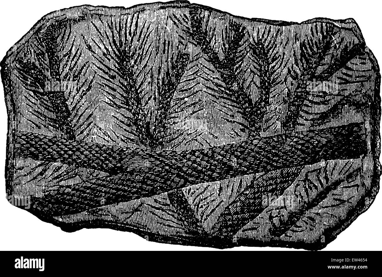 Lepidodendron Fossil