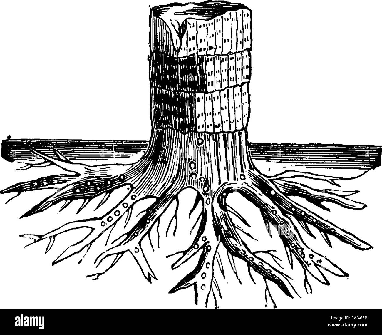 Etching tree roots Stock Vector Images - Alamy