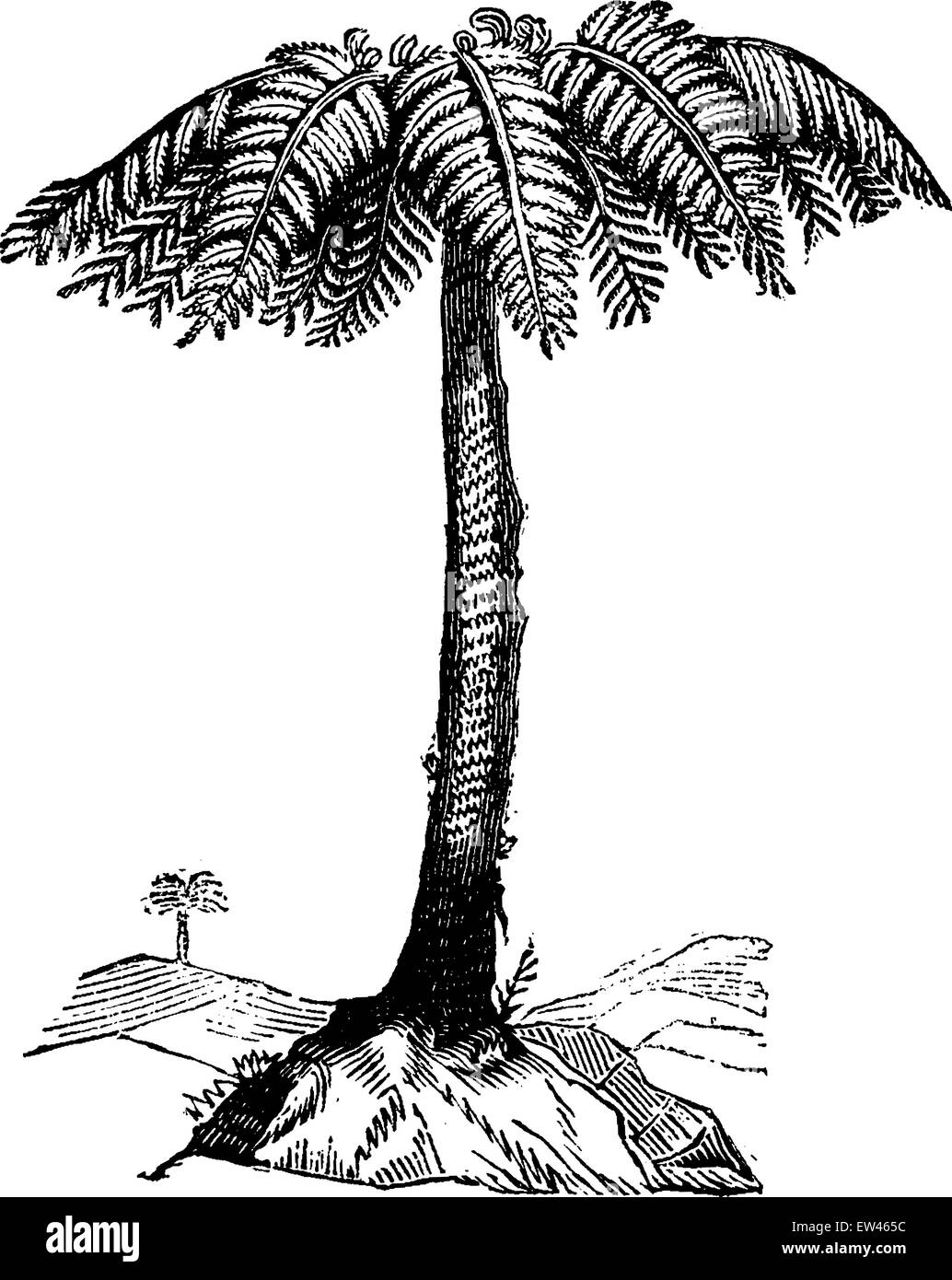 Fossil fern leaves Stock Vector Images - Alamy